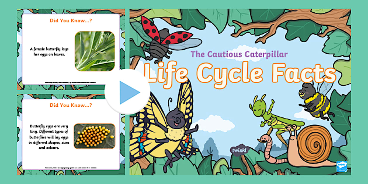 The Cautious Caterpillar Life Cycle Facts PowerPoint