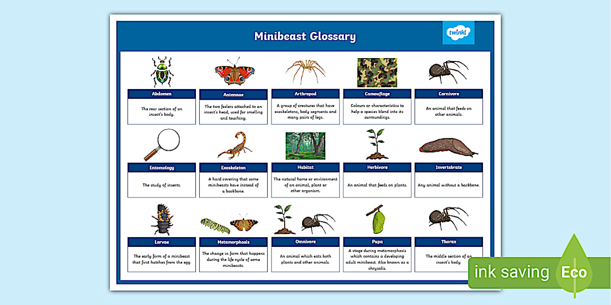 Minibeast Glossary Word Mat - Science (teacher made)