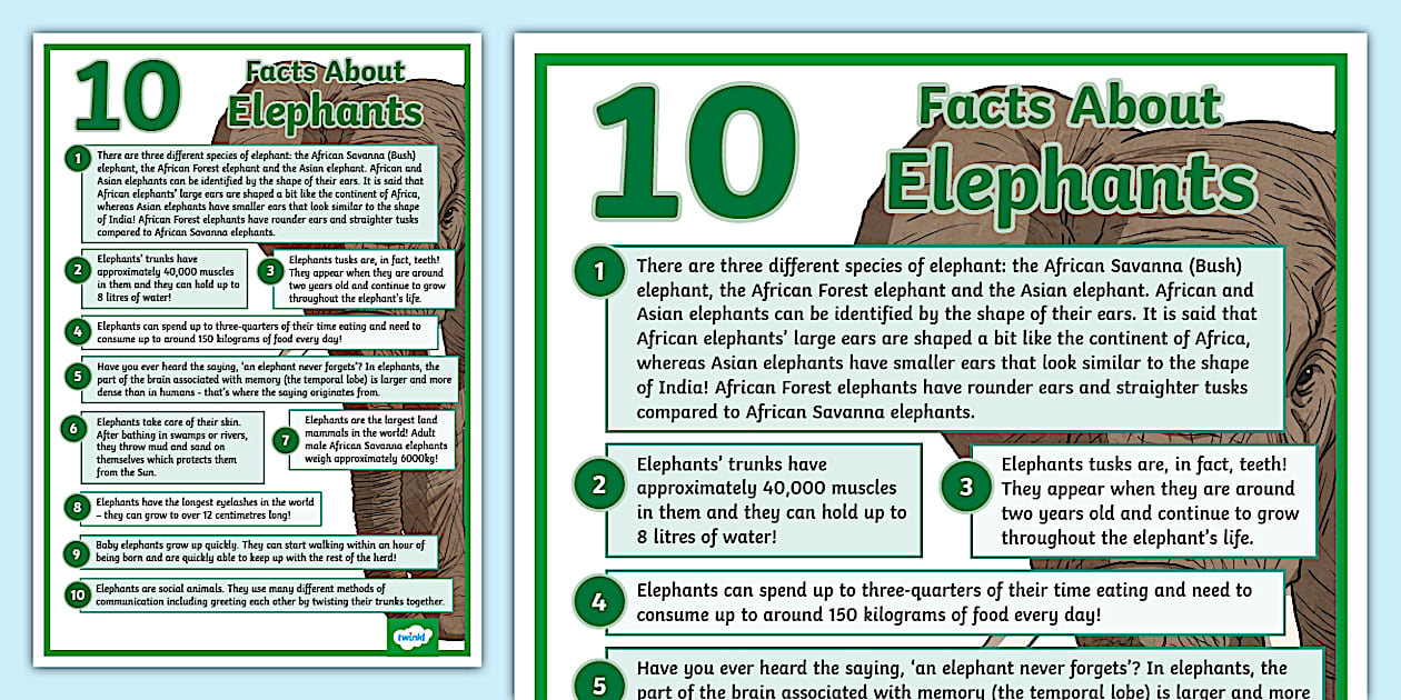 10 Facts about Elephants Display Poster (teacher made)
