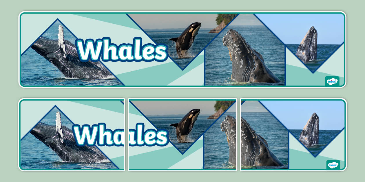 Whales KS1 Photo Display Banner (teacher made) - Twinkl