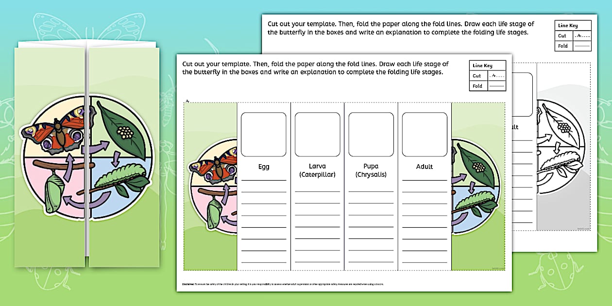 Butterfly Folding Life Stages Template - Twinkl