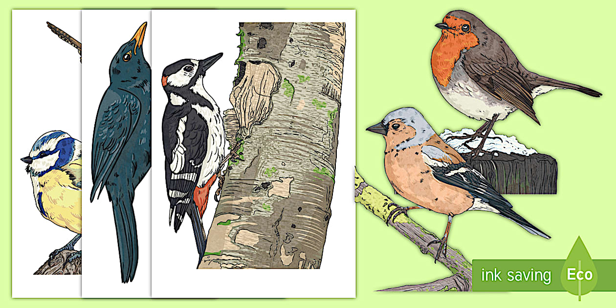 British Garden Birds Poster - Cut-Outs | Teaching Resources