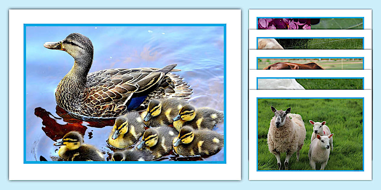 Spring Animals and Their Young Photo Cards (teacher made)