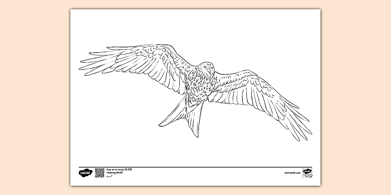 Red Kite Colouring Page (Teacher-Made) - Twinkl