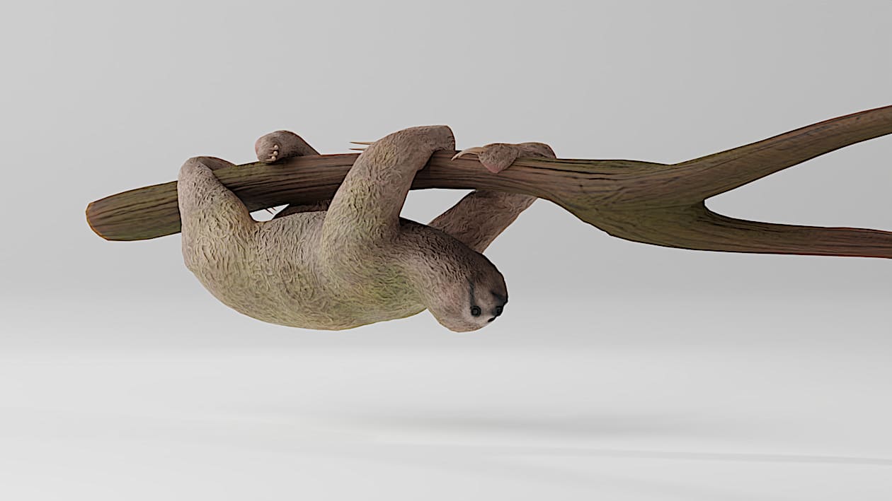 3D Model: Mammals - Three-Toed Sloth (professor feito)