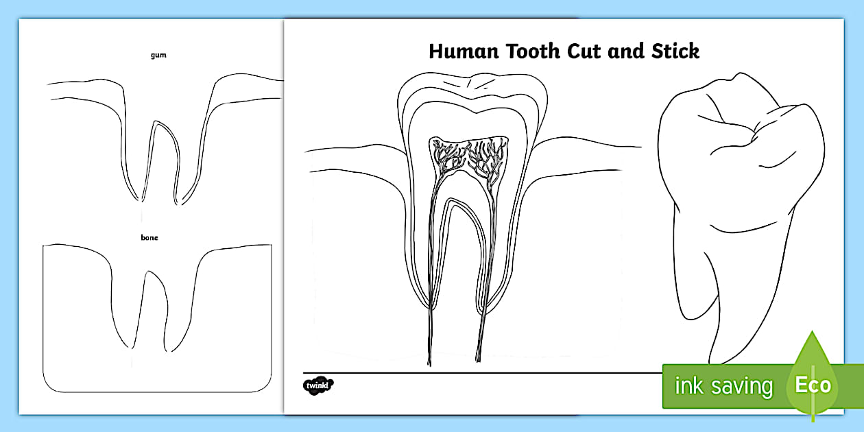 Tooth Template & Cut-and-Stick Activity | Primary Resources