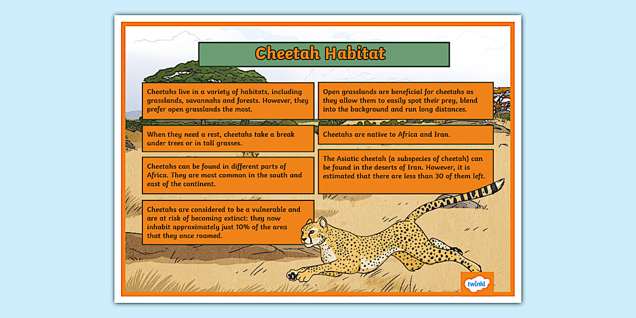 Cheetah Habitat Display Poster (teacher made) - Twinkl