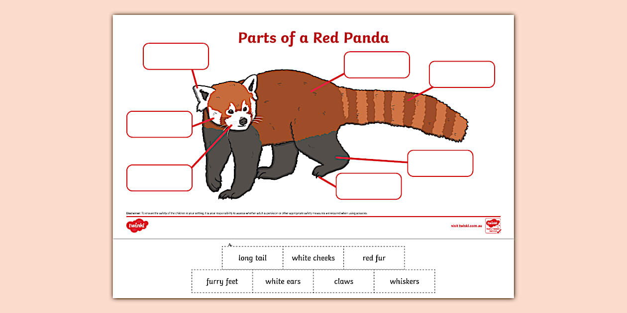 Parts of a Red Panda Labelling Activity - Twinkl