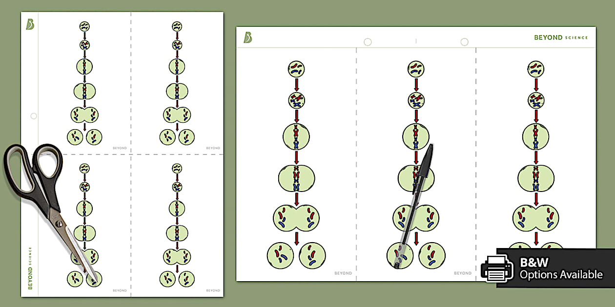 Mitosis Illustration (teacher made) - Twinkl