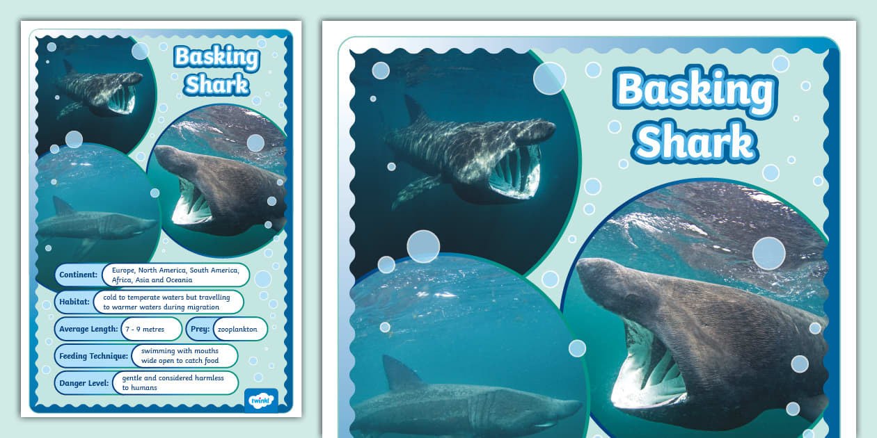 KS1 Basking Shark Facts Display Poster