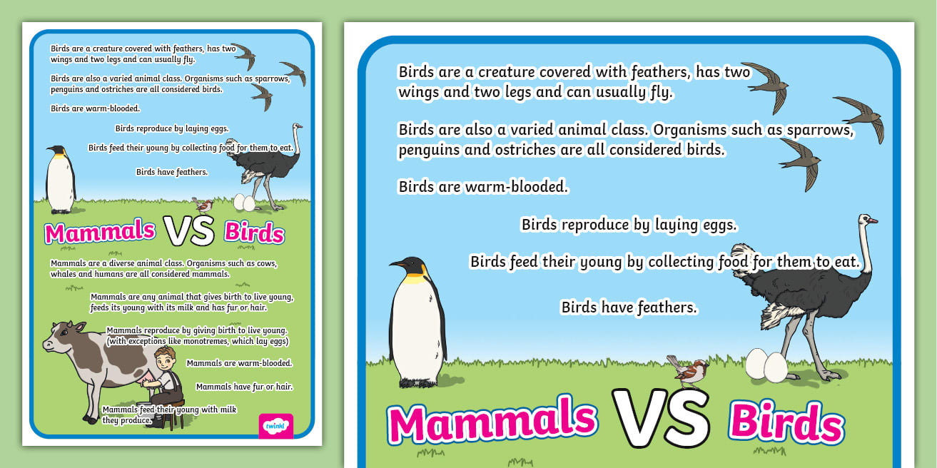 Mammals vs Birds Display Poster