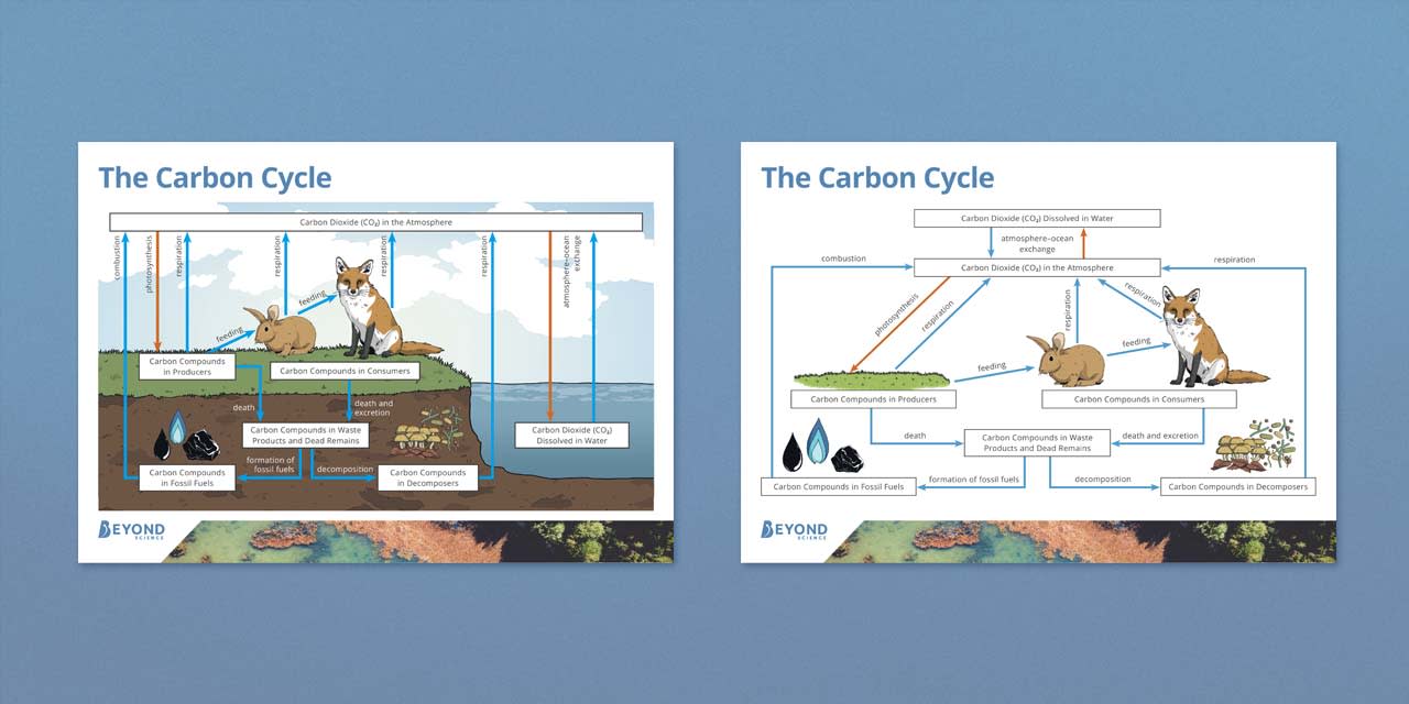 The Carbon Cycle Poster | Biology | Beyond Science