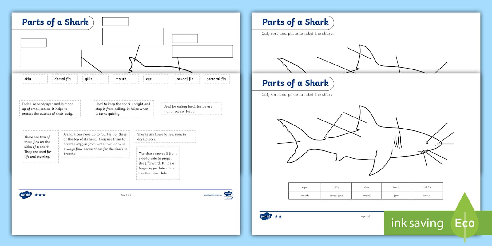 Parts of a Shark Labelling Worksheet | Shark Diagram