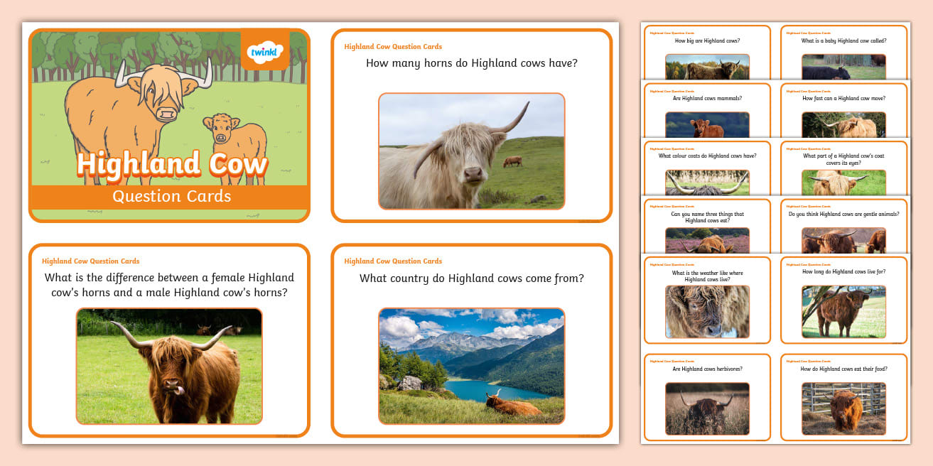 Highland Cow Question Cards - Twinkl - KS1