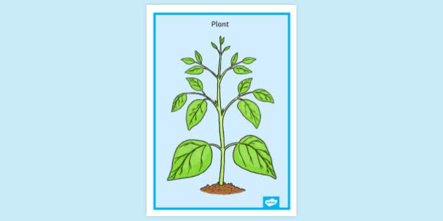 Plant Poster KS2