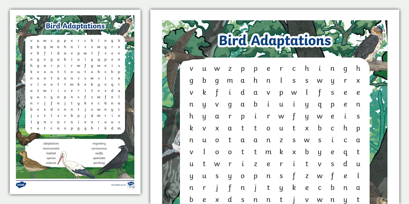 Bird Adaptations Word Search