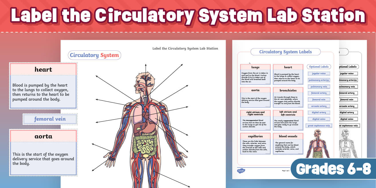 Hands-on Circulatory System: Label the Circulatory System Lab Station ...