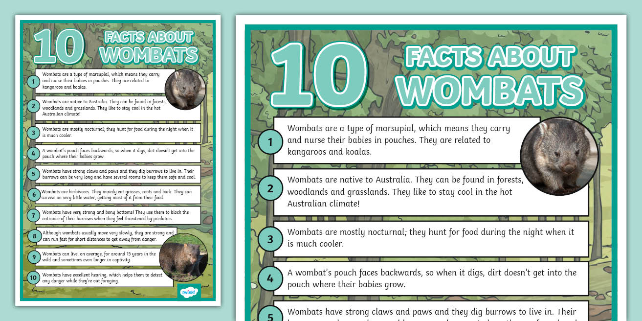 10 Facts About Wombats Display Poster