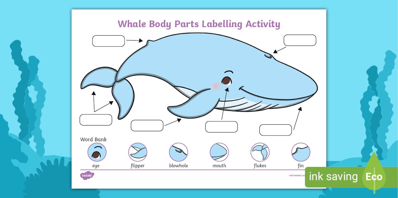 Whale Body Parts Labelling Activity