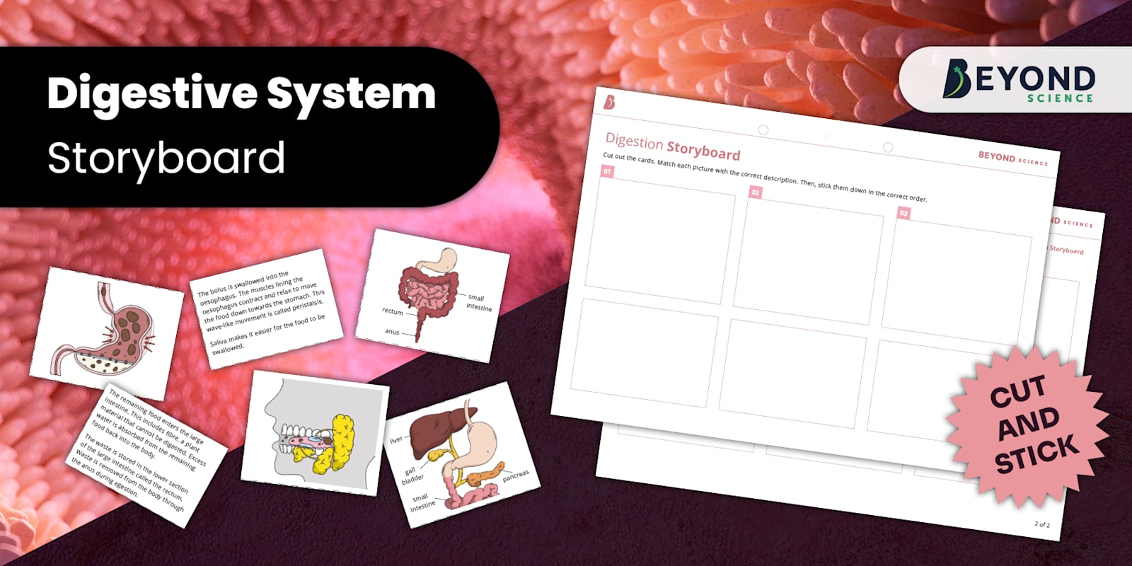 The Digestive System Storyboard
