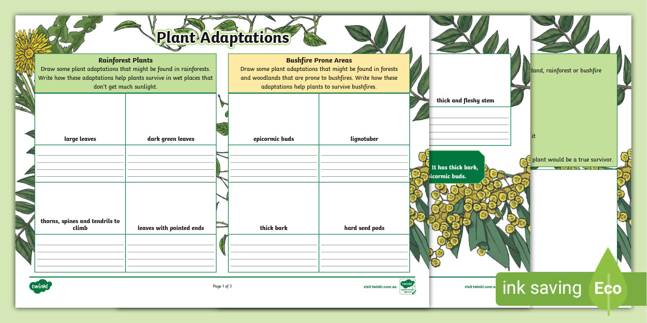 Plant Adaptations Worksheets