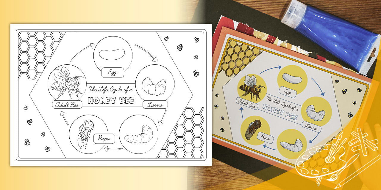 The Life Cycle of a Honey Bee Colouring Activity Poster