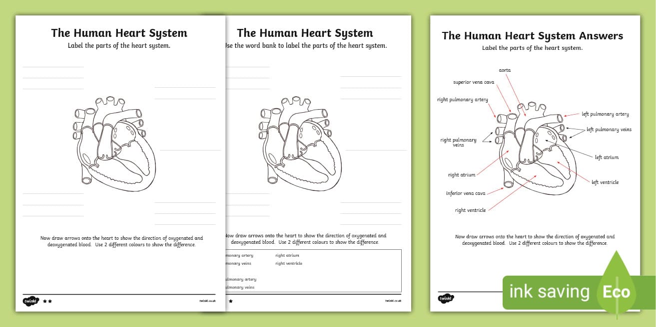 Blank Heart Diagram | Labelling Activity