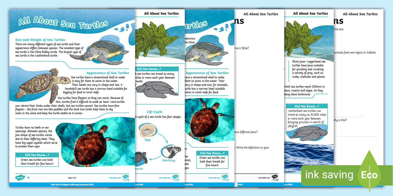 Interactive PDF: Sea Turtles Differentiated Reading Comprehension