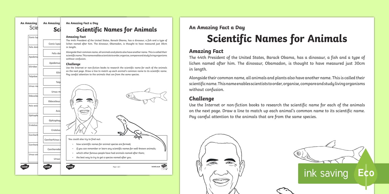 Scientific Names for Animals Worksheet