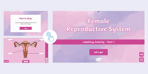 RSHP Female Reproductive Interactive Labelling Activity - Part 1
