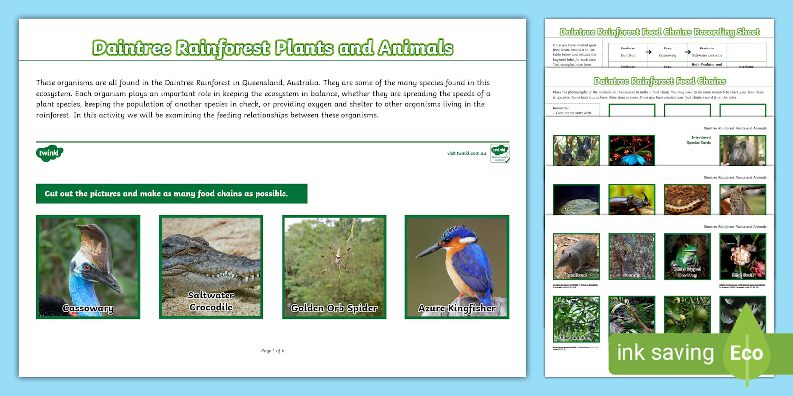Daintree Rainforest Food Chains Activity Sheets