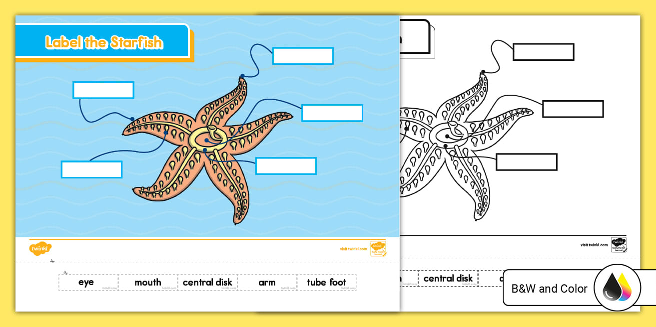 Early Childhood Label the Starfish Cut and Paste Worksheet