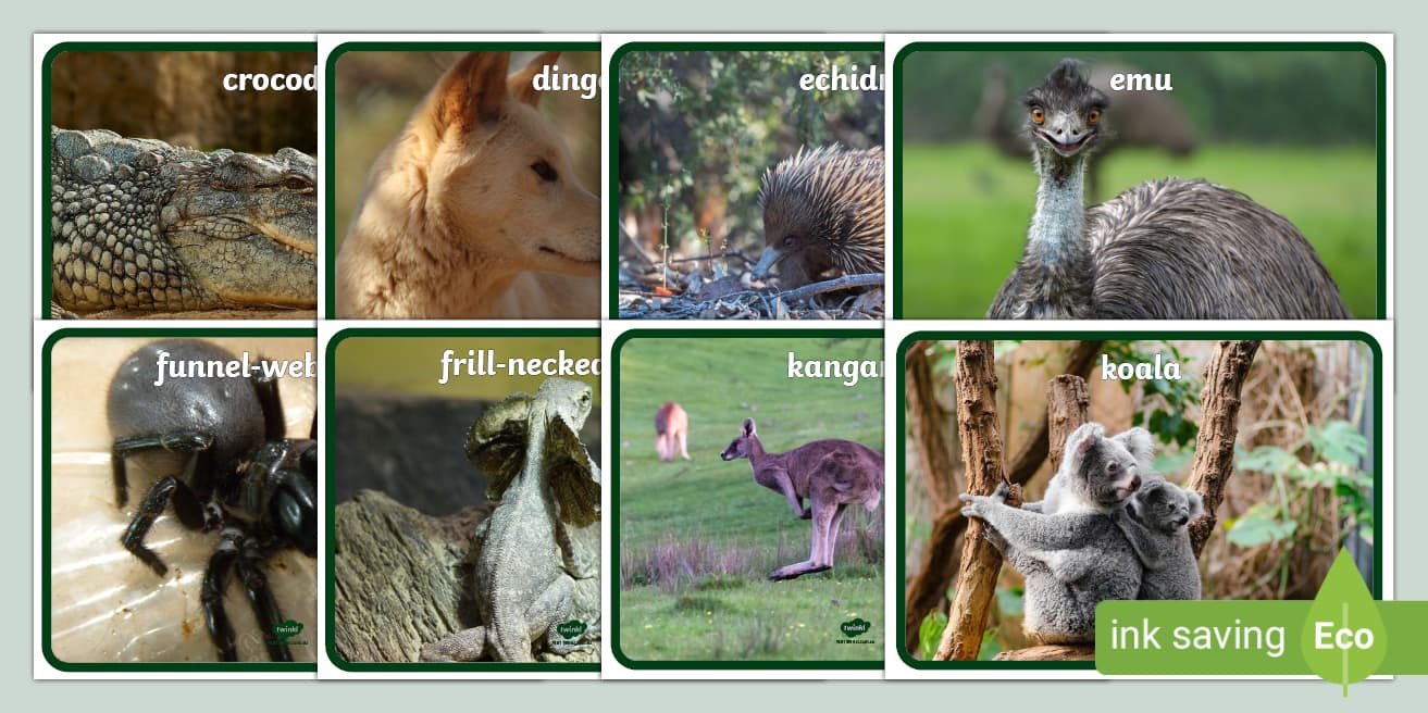 Images of Australian Animals | Photo Pack | Twinkl Resources