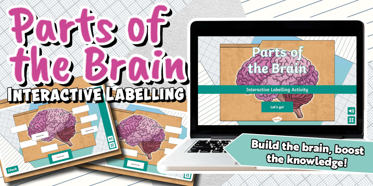 Parts of the Brain Interactive Labelling