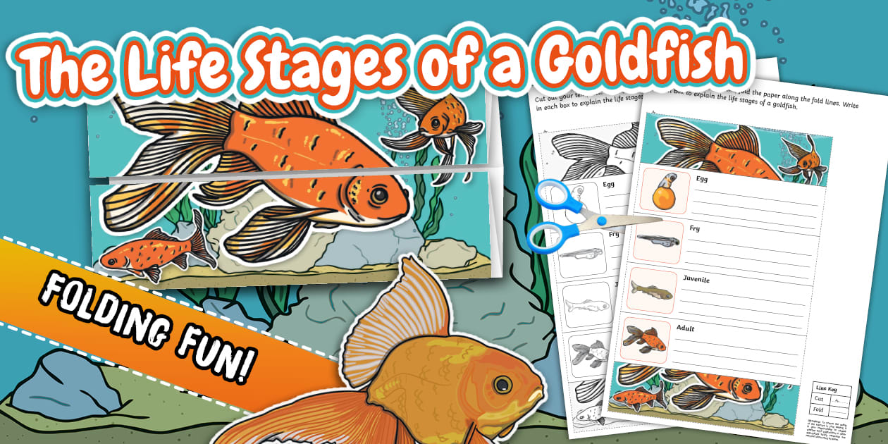 Goldfish Folding Life Stages Template