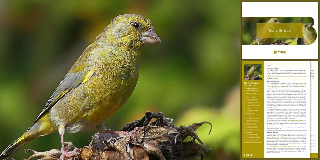 KS3 Inheritance and Evolution: Natural Selection Lesson Pack