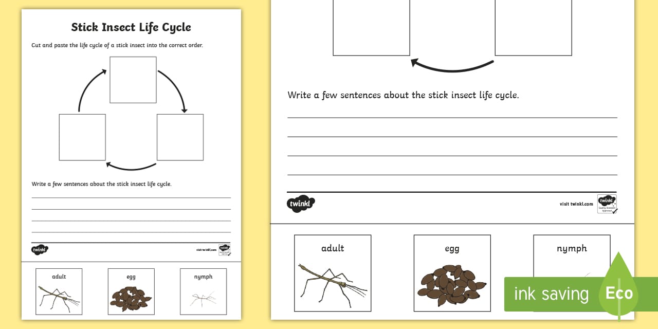 Stick Insect Life Cycle Sentence Writing Worksheet