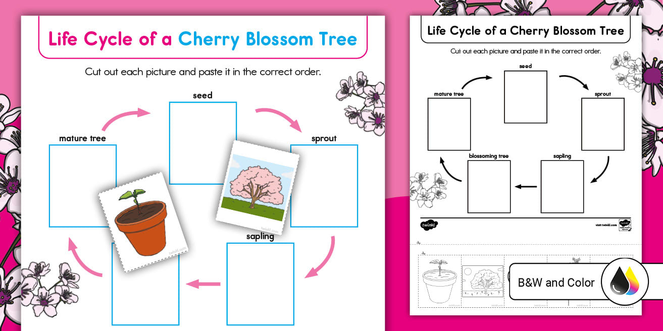 Cherry Blossom Life Cycle Worksheet