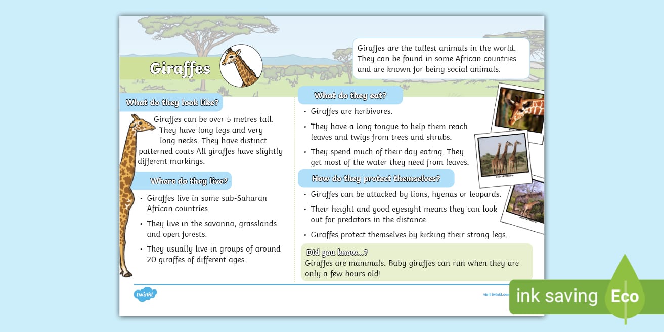 KS1 Giraffe Fact File | Animal Fact Files | Twinkl