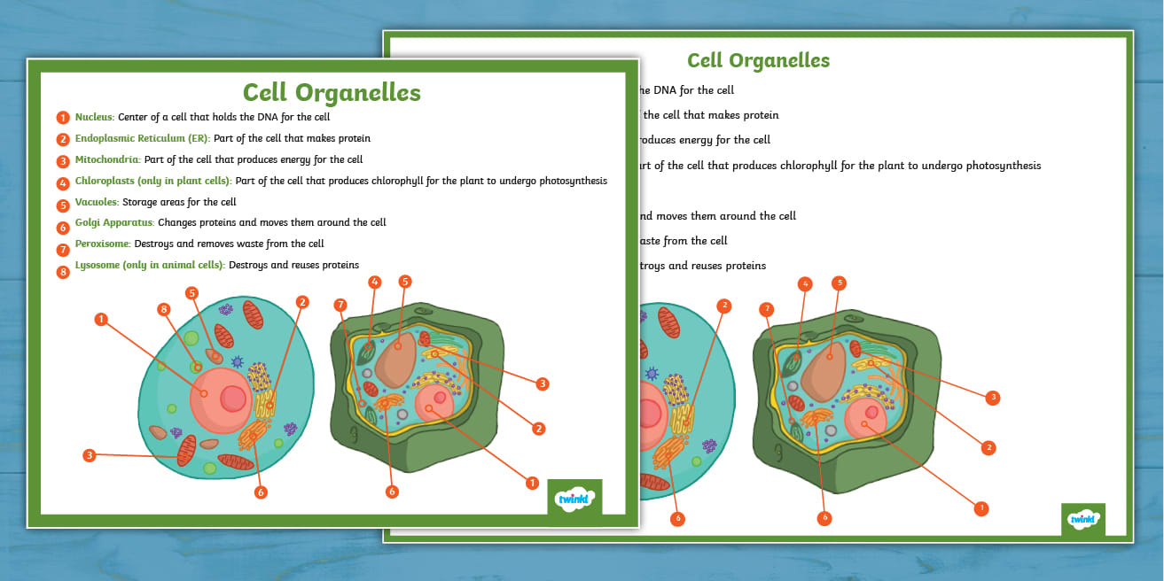 Cell Organelles Display Poster