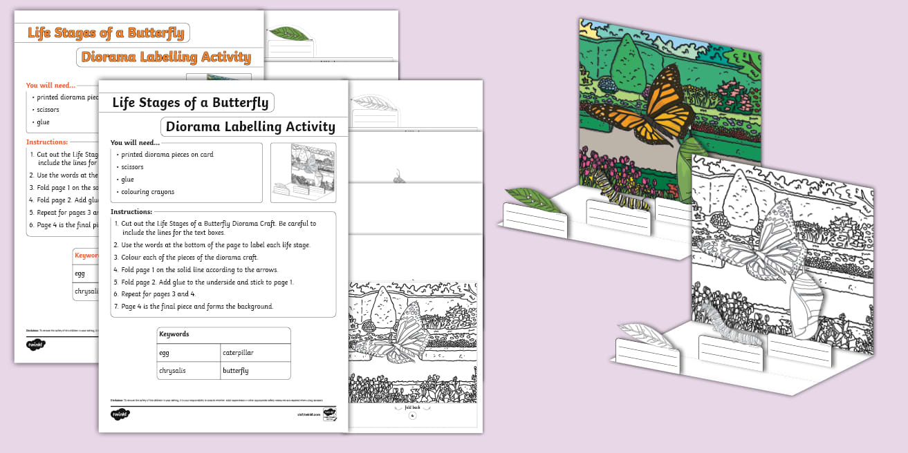 Life Stages of a Butterfly Diorama Labelling Activity