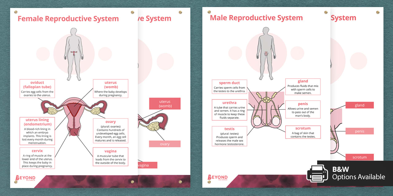 Year 7 - Year 10 Science Human Reproductive System Display Posters