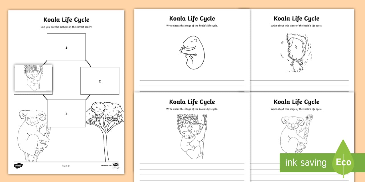 Life Cycle of a Koala Worksheets | Life Cycles | Twinkl
