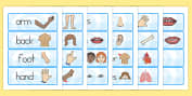 Human Body Words | EYLF Teacher-made Resources | Twinkl