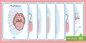Tooth Diagram with Labels Display Posters -Primary Resources