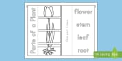 Plant Parts Worksheet | Making Science Fun! | Twinkl USA