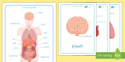 Human Body Poster Printable - KS2 - Twinkl