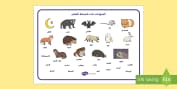 Nocturnal Animals Word Mat | Ages 3–7 | Twinkl Resources