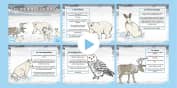 Les Animaux de L'Arctique PowerPoint French - Twinkl