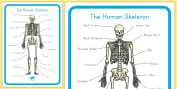 Labelled Skeleton Worksheet - KS2 - Twinkl